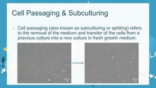 Week 3 - Cell Passaging.pptx