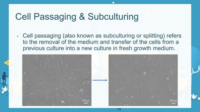 Week 3 - Cell Passaging.pptx