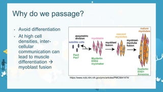 Week 3 - Cell Passaging.pptx