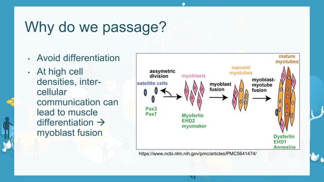 Week 3 - Cell Passaging.pptx