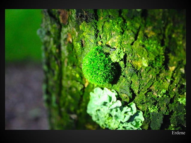 Color Theory (Photography) | PPT
