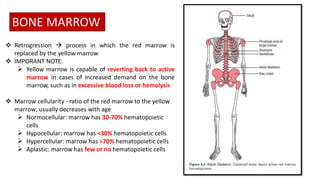 HEMATOLOGY-UNDERSTANDIN THE HEMATOPOIESIS | PDF