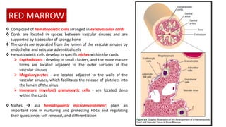 HEMATOLOGY-UNDERSTANDIN THE HEMATOPOIESIS | PDF