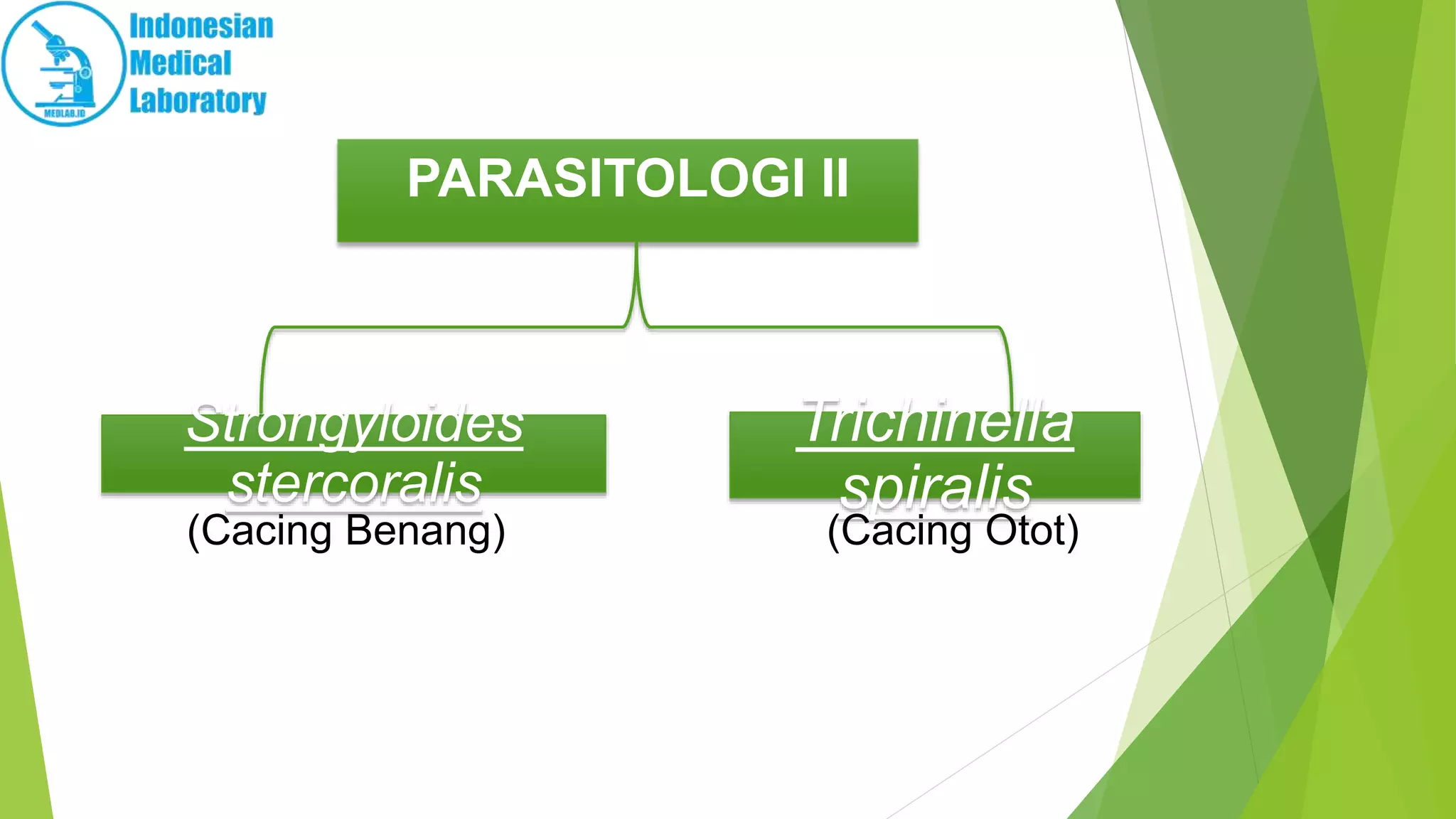 PPT parasitologi - strongiloides stercoralis & trichinella spiralis | PPTX