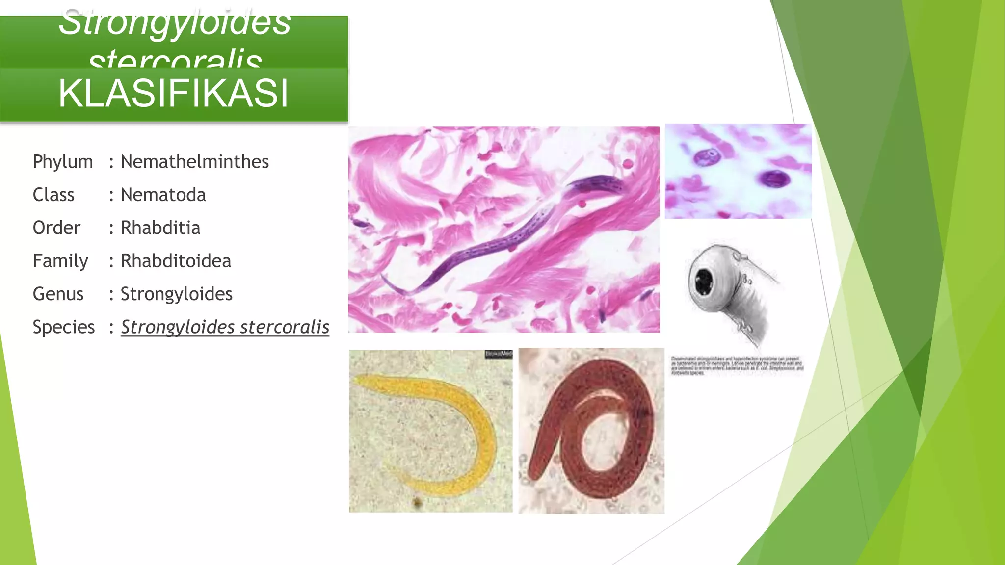 PPT parasitologi - strongiloides stercoralis & trichinella spiralis | PPTX