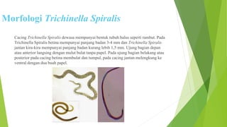 PPT parasitologi - strongiloides stercoralis & trichinella spiralis | PPTX