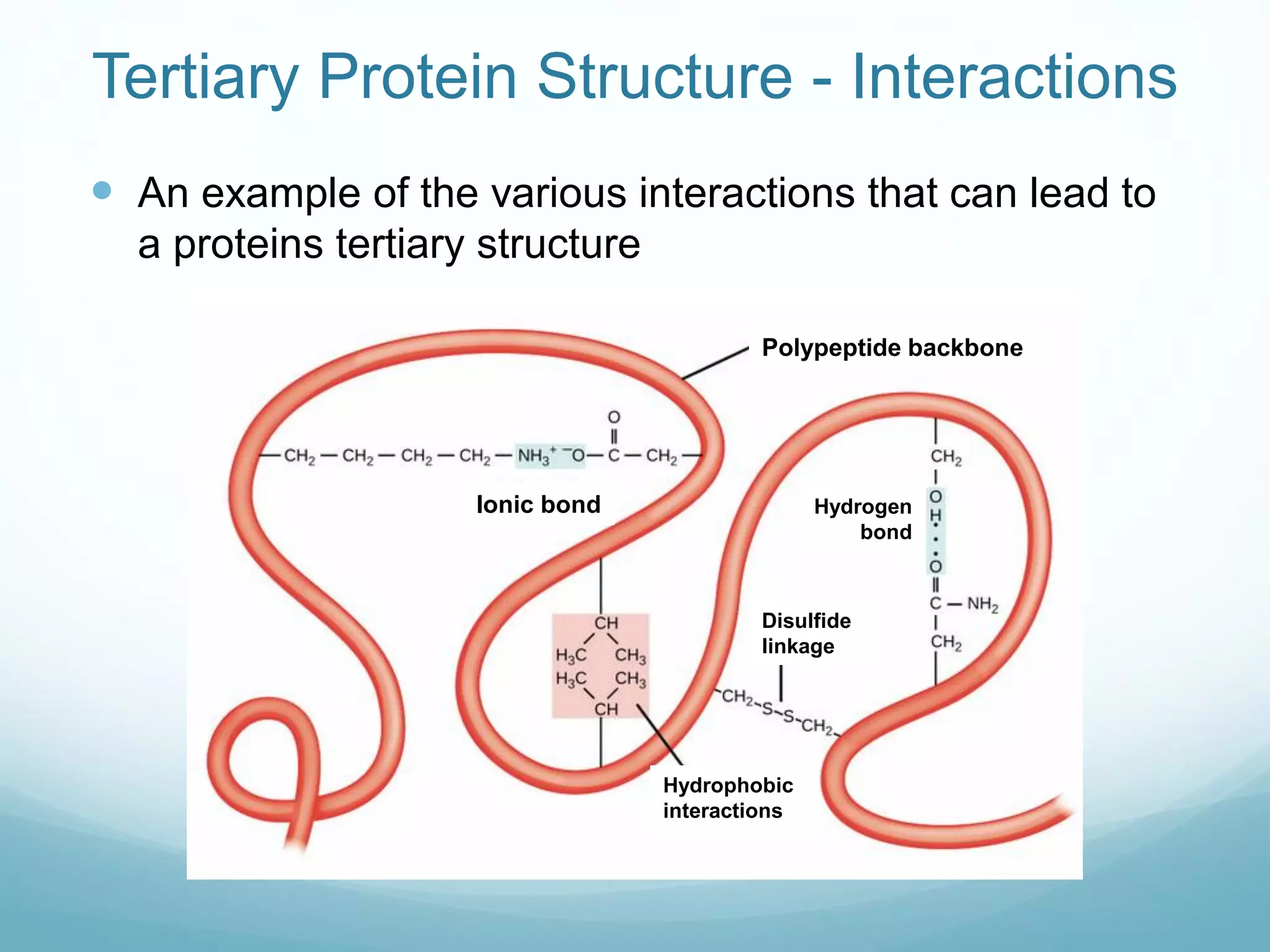 Week 3- Protein Folding and Structure.pdf