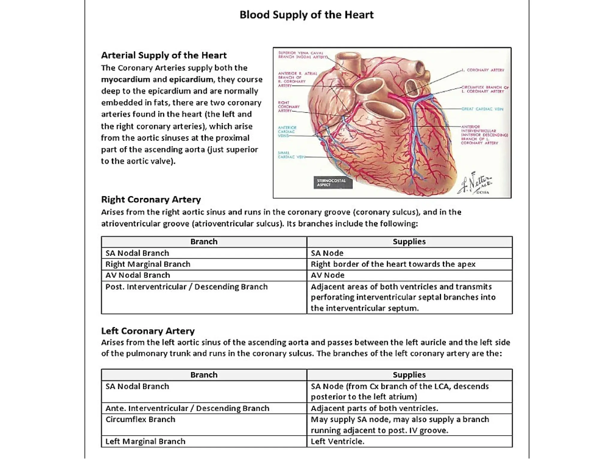 Week 3 (3-D Anatomy of the heart).pptx
