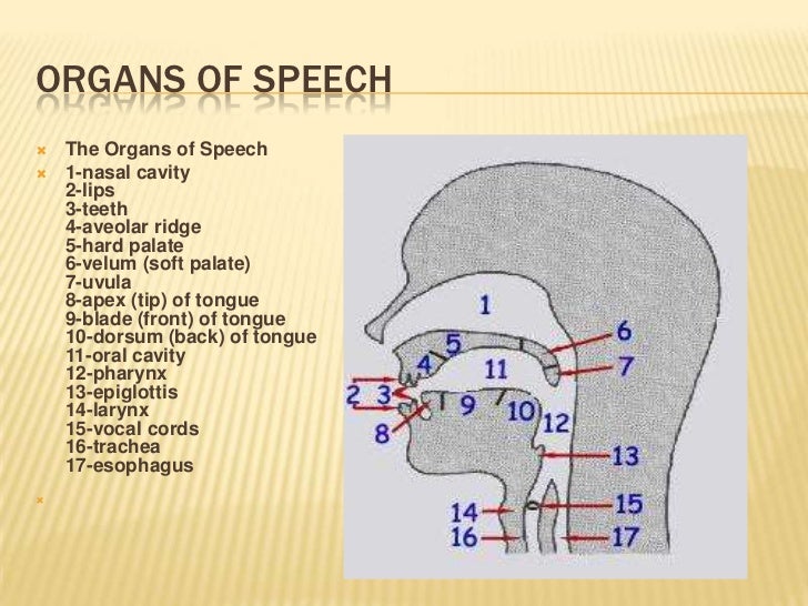 Week 3& 4 phonetics and phonology