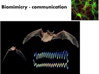 Capstone project bio mimicry | PPTX