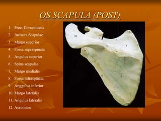 (Week 3) anatomi fisiologi extremitas.pdf