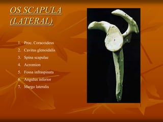 (Week 3) anatomi fisiologi extremitas.pdf