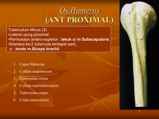 (Week 3) anatomi fisiologi extremitas.pdf