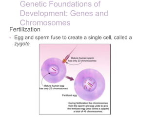 Week 3 Biological Beginnings | PPTX