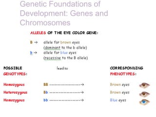 Week 3 Biological Beginnings | PPTX