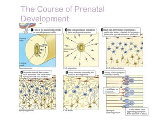 Week 3 Biological Beginnings | PPTX