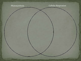 Photosynthesis And Cellular Respiration Venn Diagram