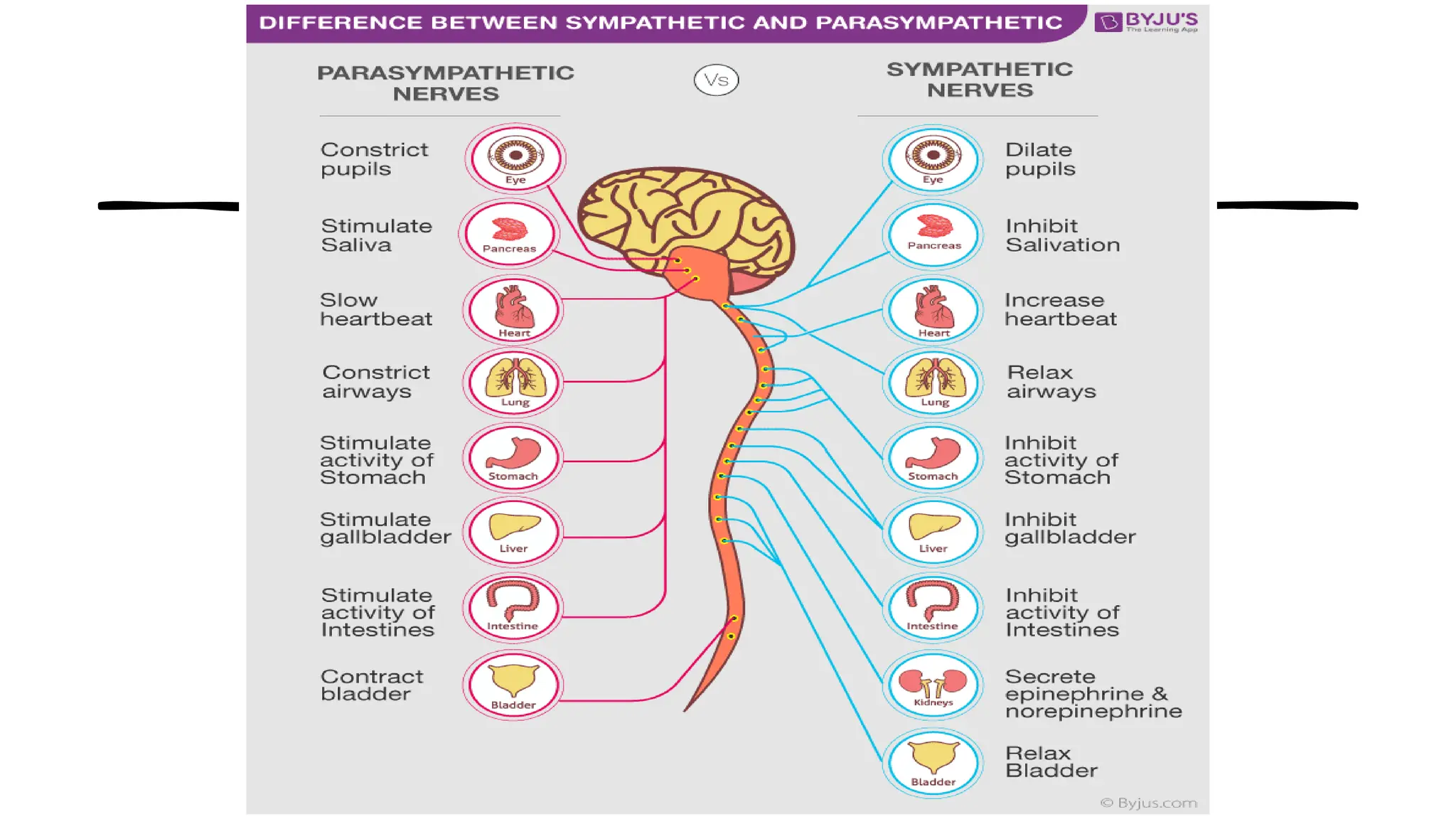 week3_Coordination-of-Nervous-System-and-Endocrine-System-to-Achieve ...