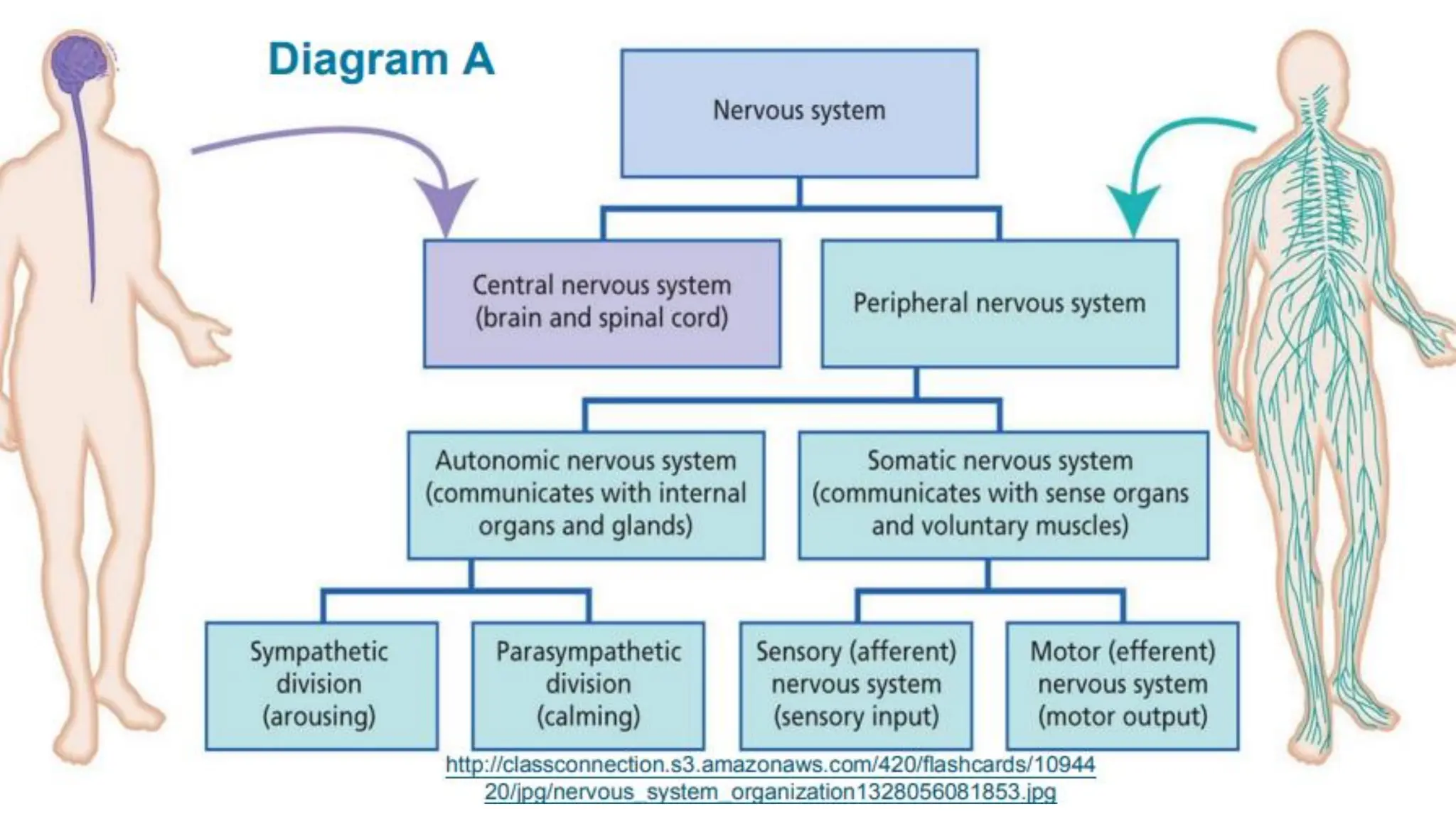 week3_Coordination-of-Nervous-System-and-Endocrine-System-to-Achieve ...