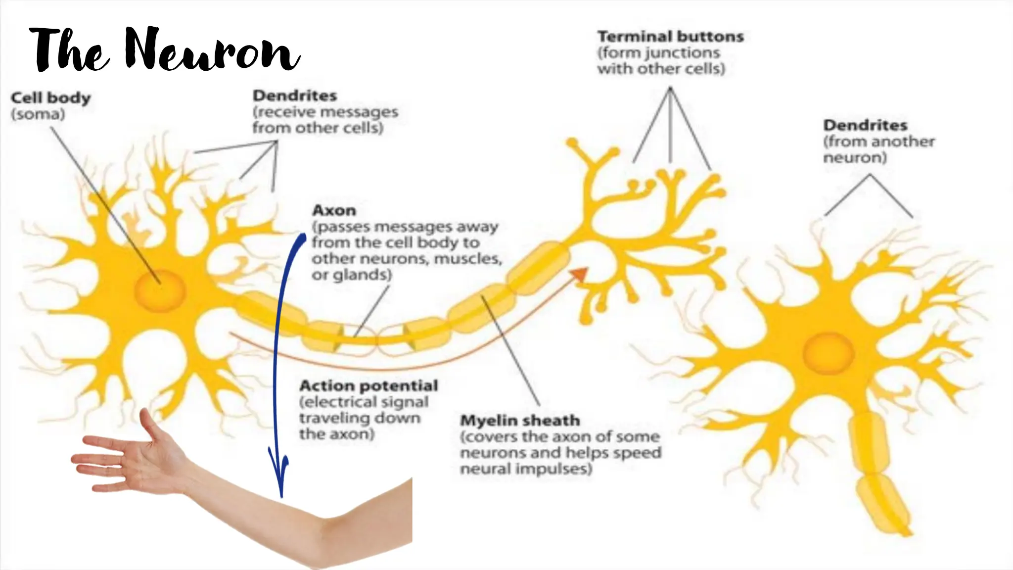 week3_Coordination-of-Nervous-System-and-Endocrine-System-to-Achieve ...