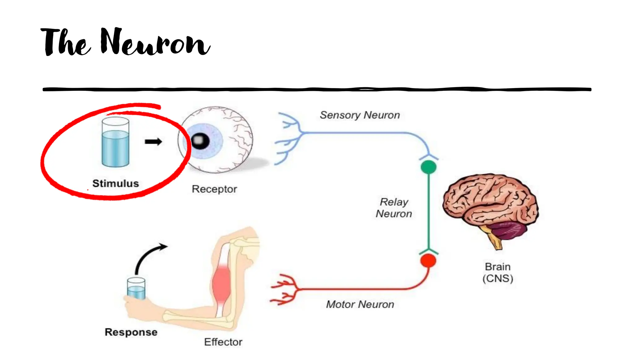 week3_Coordination-of-Nervous-System-and-Endocrine-System-to-Achieve ...