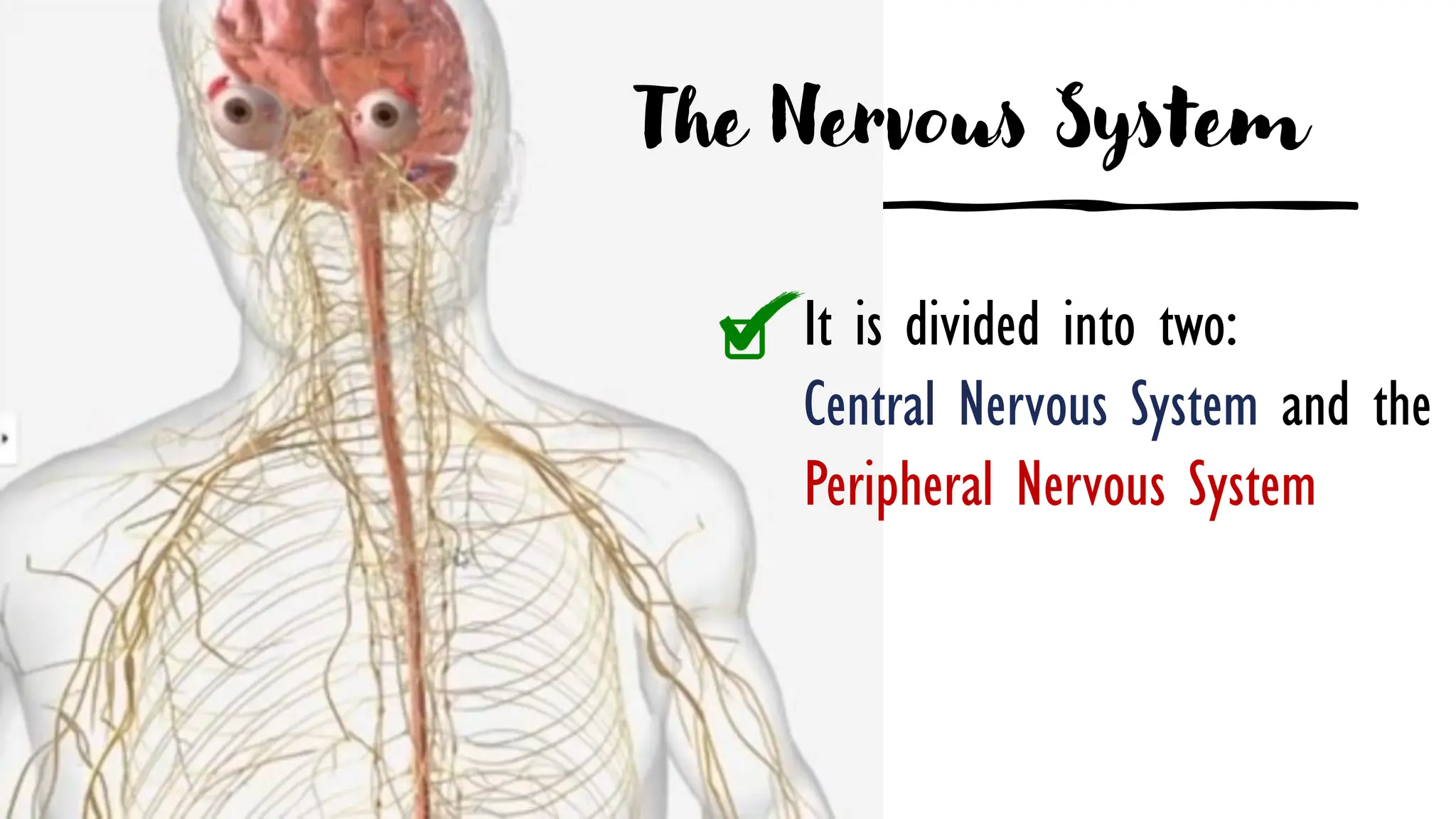 week3_Coordination-of-Nervous-System-and-Endocrine-System-to-Achieve ...