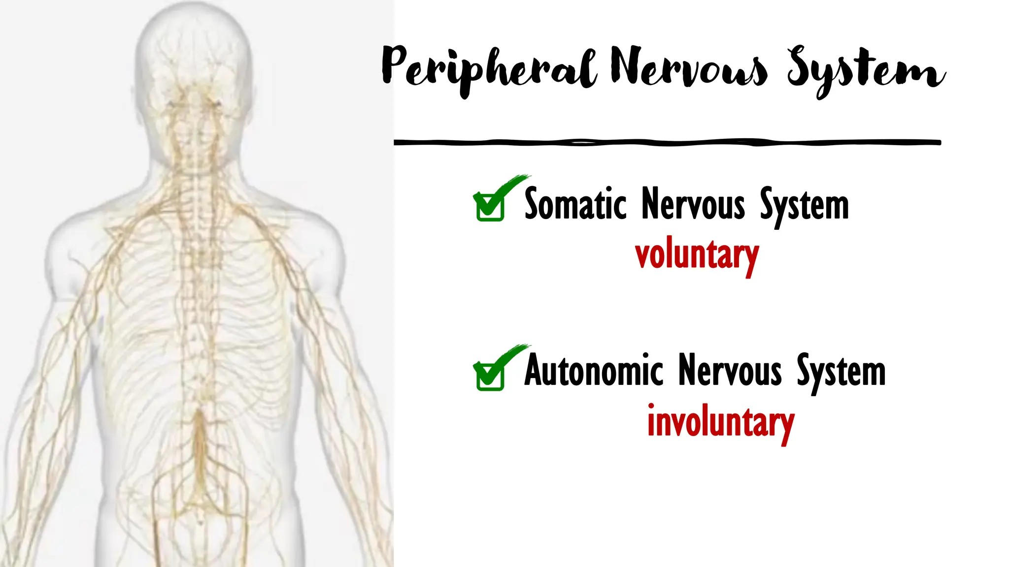 week3_Coordination-of-Nervous-System-and-Endocrine-System-to-Achieve ...