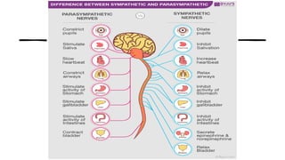 week3_Coordination-of-Nervous-System-and-Endocrine-System-to-Achieve ...