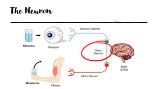 week3_Coordination-of-Nervous-System-and-Endocrine-System-to-Achieve ...