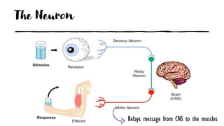 week3_Coordination-of-Nervous-System-and-Endocrine-System-to-Achieve ...