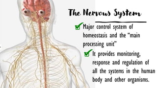 week3_Coordination-of-Nervous-System-and-Endocrine-System-to-Achieve ...