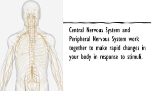 week3_Coordination-of-Nervous-System-and-Endocrine-System-to-Achieve ...