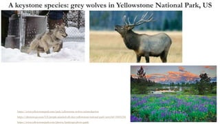 Ethics: Endangered Species.pptx