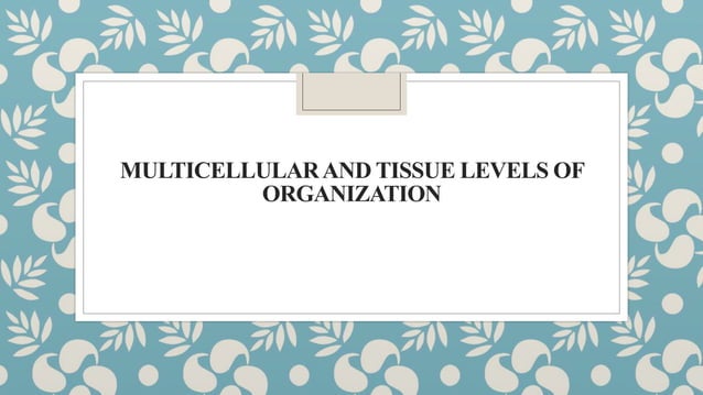 Multicellular and Tissue levels of organization | PPTX | Biological ...