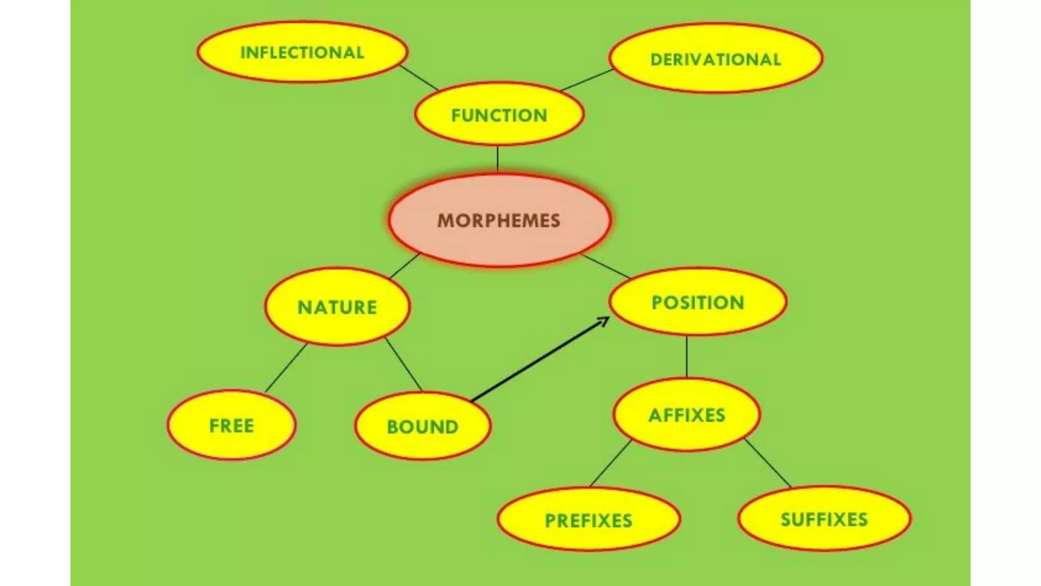 Week 3 morphology copy2 | PDF