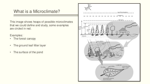 Week 4.1 microclimates and microclimatology