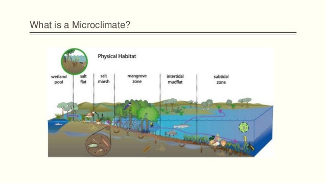 Week 4.1 microclimates and microclimatology