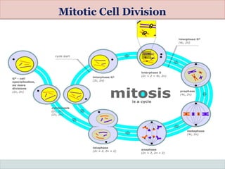 WEEK 4- MITOSIS 2n=6 ANDAPPLICATION.pptx