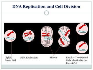 WEEK 4- MITOSIS 2n=6 ANDAPPLICATION.pptx