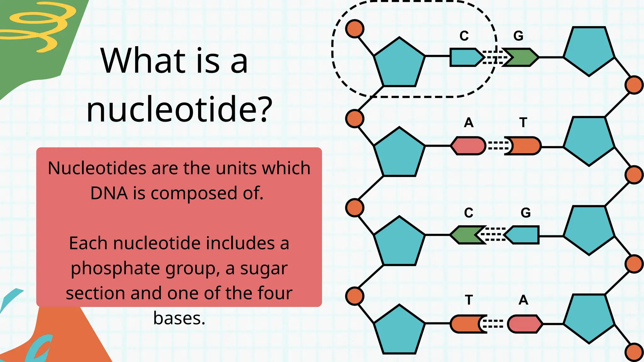 week4-module 4 protein synthesis and mutation.pptx