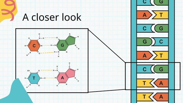 week4-module 4 protein synthesis and mutation.pptx