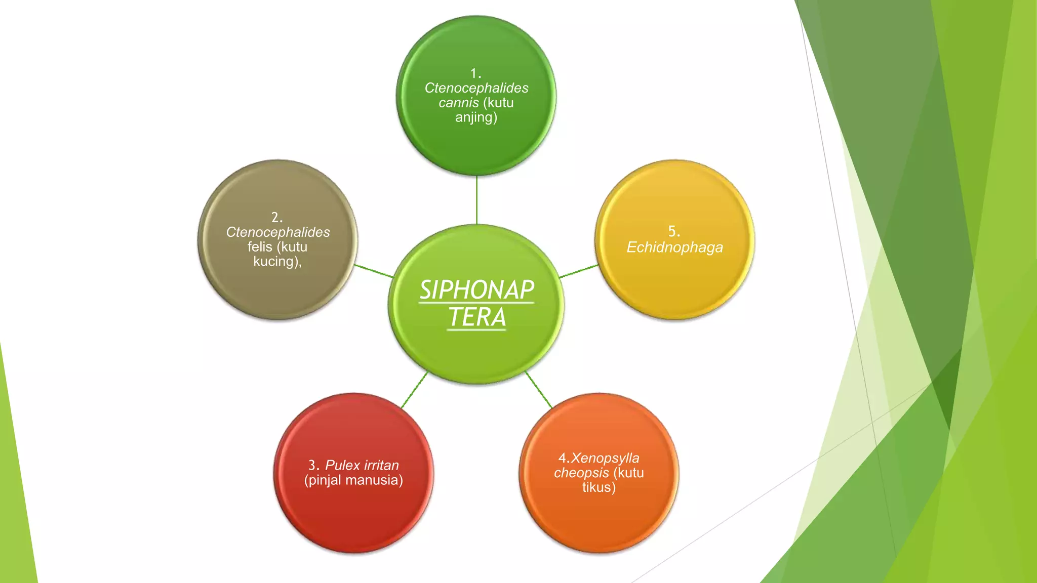 PPT PARASITOLOGI - PINJAL DAN KUTU | PPTX