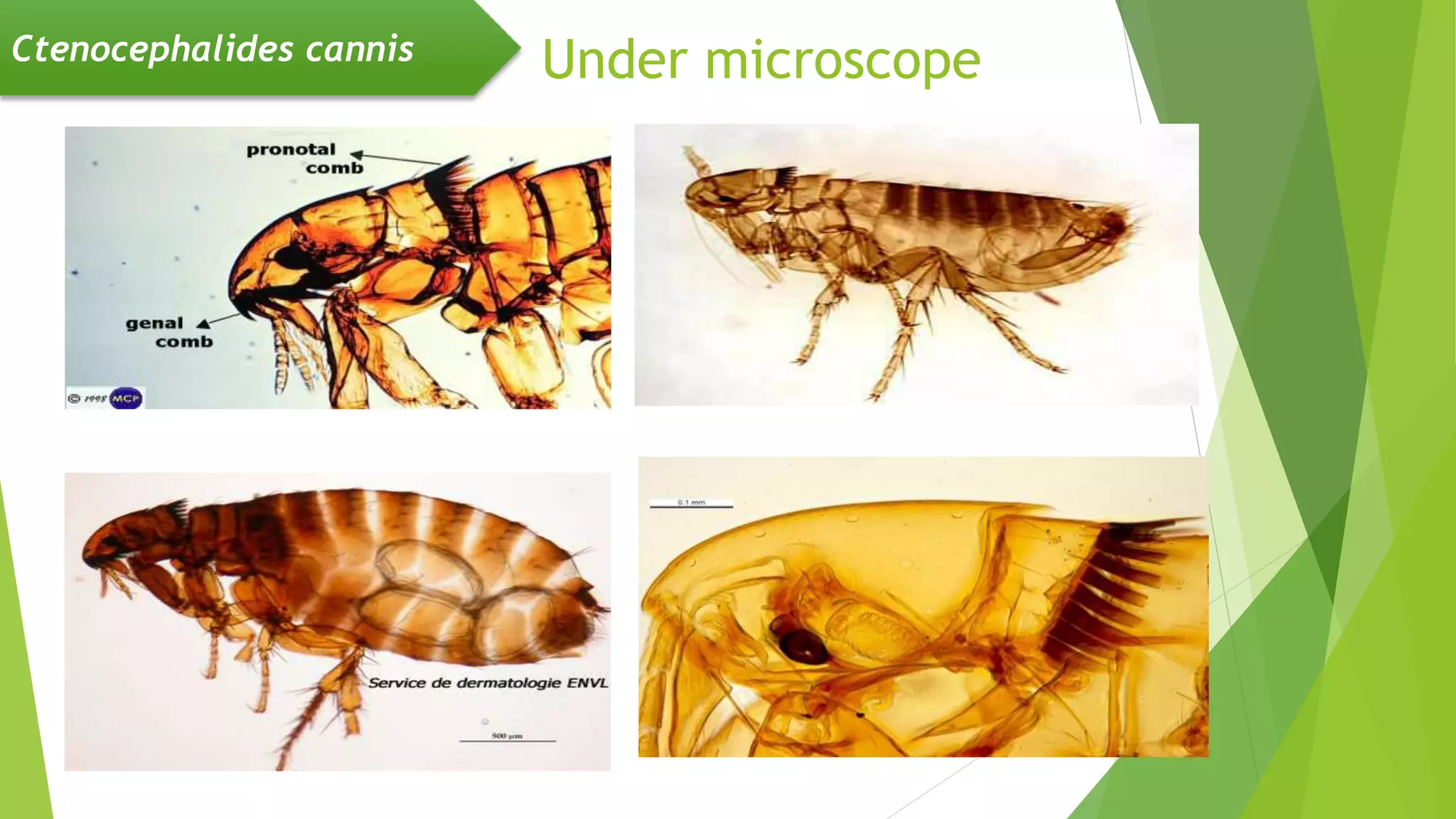 PPT PARASITOLOGI - PINJAL DAN KUTU | PPTX