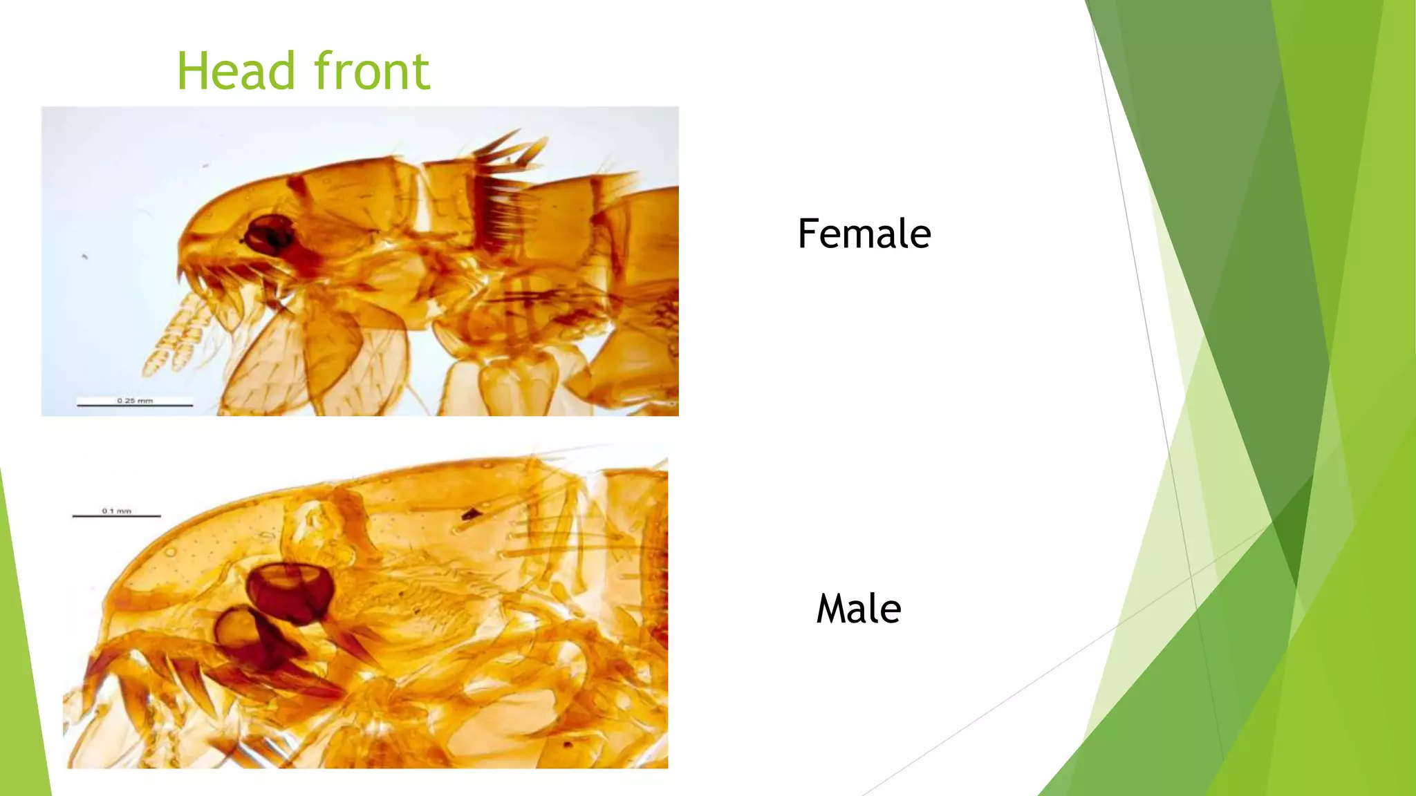 PPT PARASITOLOGI - PINJAL DAN KUTU | PPTX