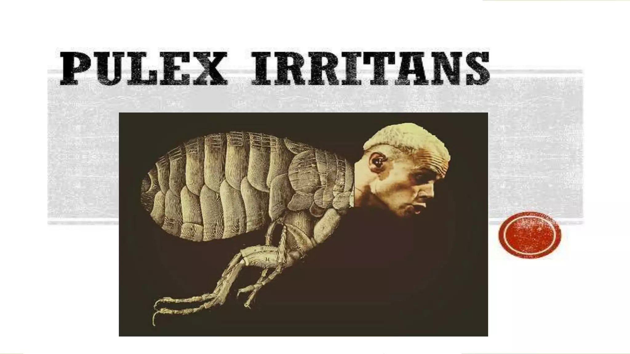 PPT PARASITOLOGI - PINJAL DAN KUTU | PPTX