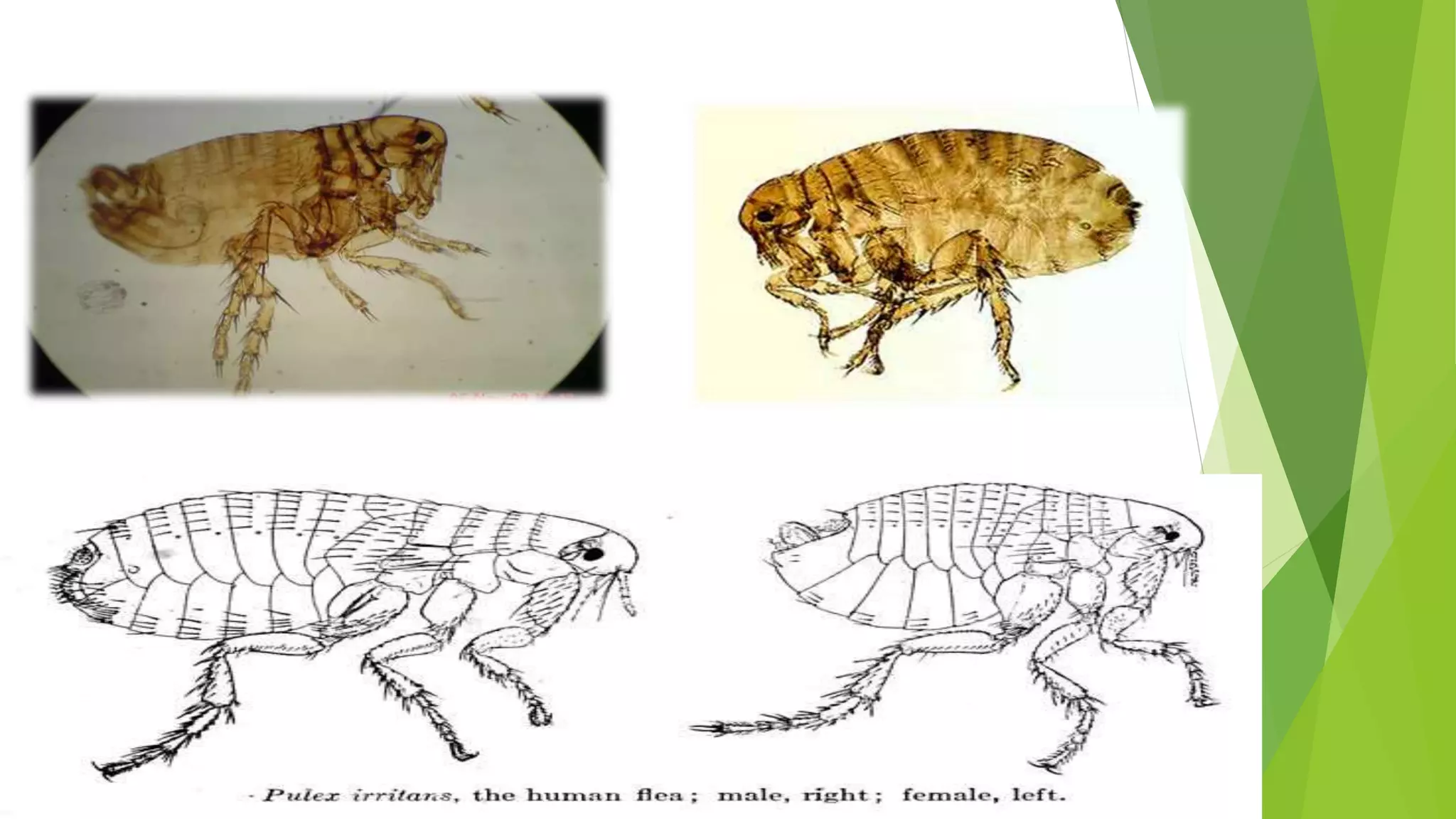 PPT PARASITOLOGI - PINJAL DAN KUTU | PPTX
