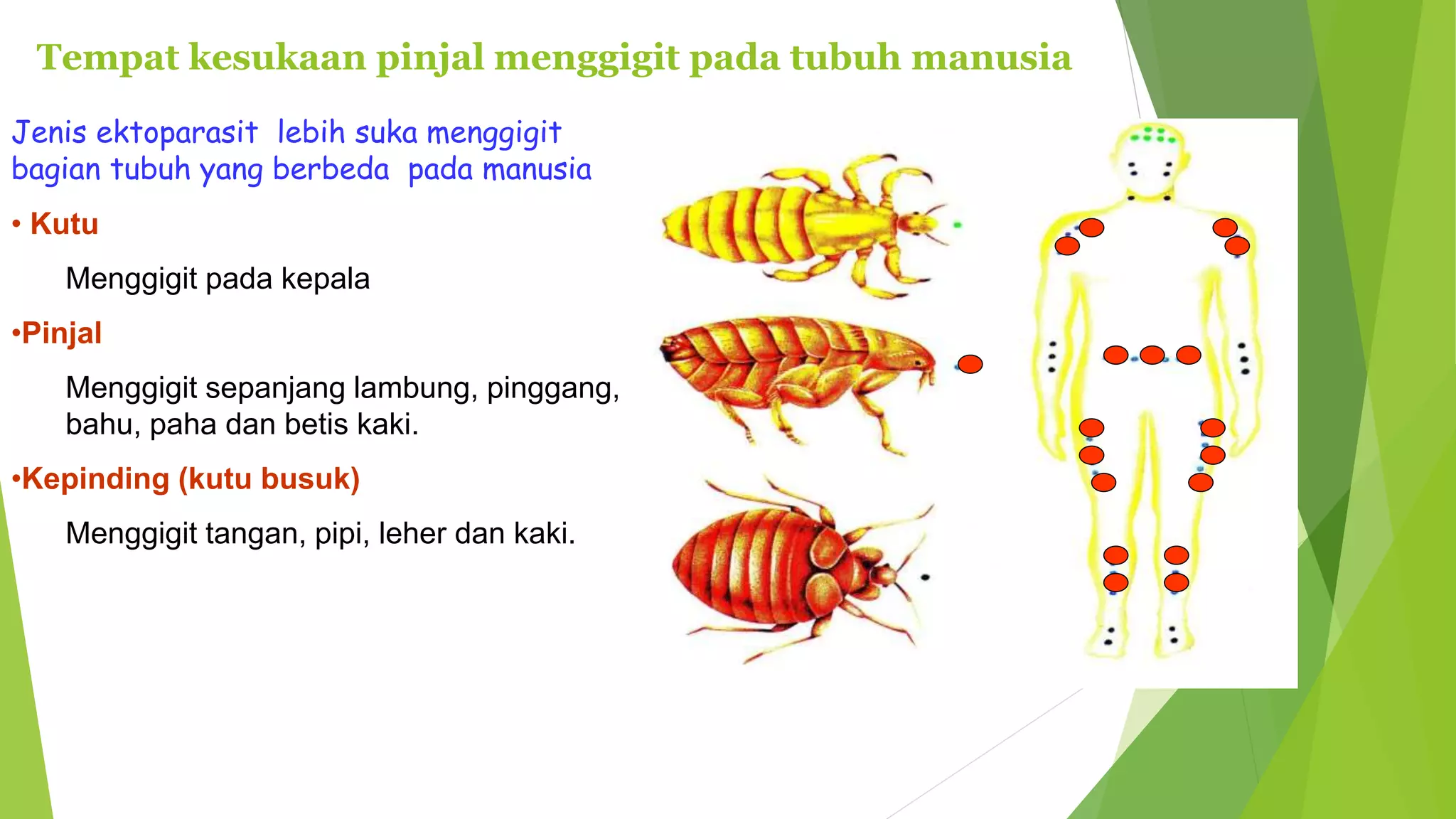 PPT PARASITOLOGI - PINJAL DAN KUTU | PPTX