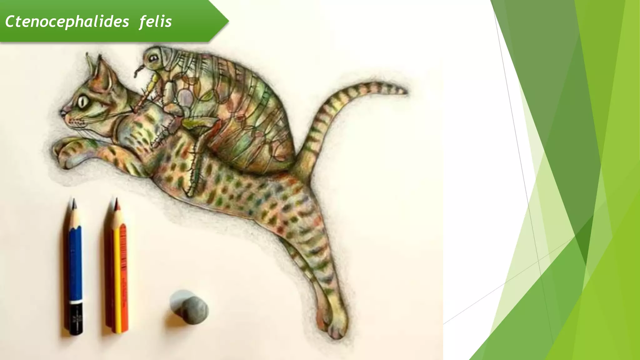 PPT PARASITOLOGI - PINJAL DAN KUTU | PPTX