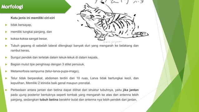 PPT PARASITOLOGI - PINJAL DAN KUTU | PPTX