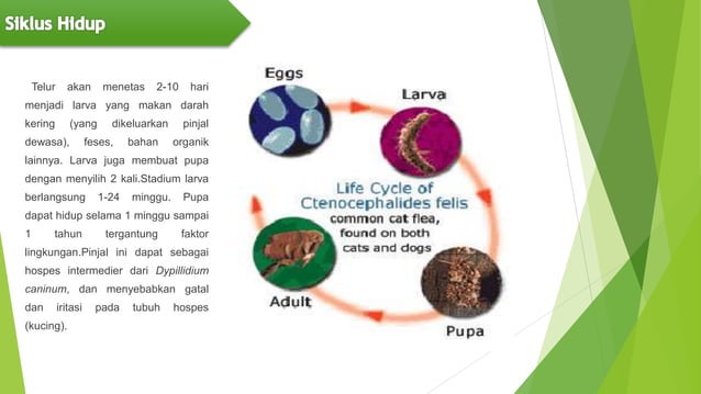 PPT PARASITOLOGI - PINJAL DAN KUTU | PPTX